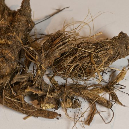 Osha, Root, Wild Harvested | Living Earth Herbs - Organic Bulk Herbs ...